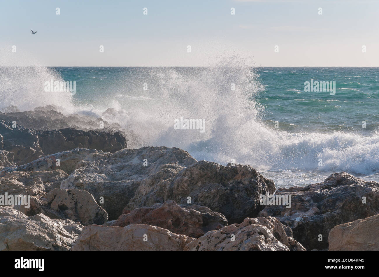 Big wave and bird, rocks ocean and horizon Stock Photo - Alamy