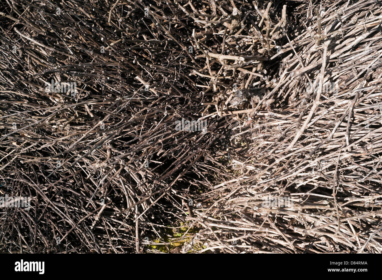 Dry vine hi-res stock photography and images - Alamy