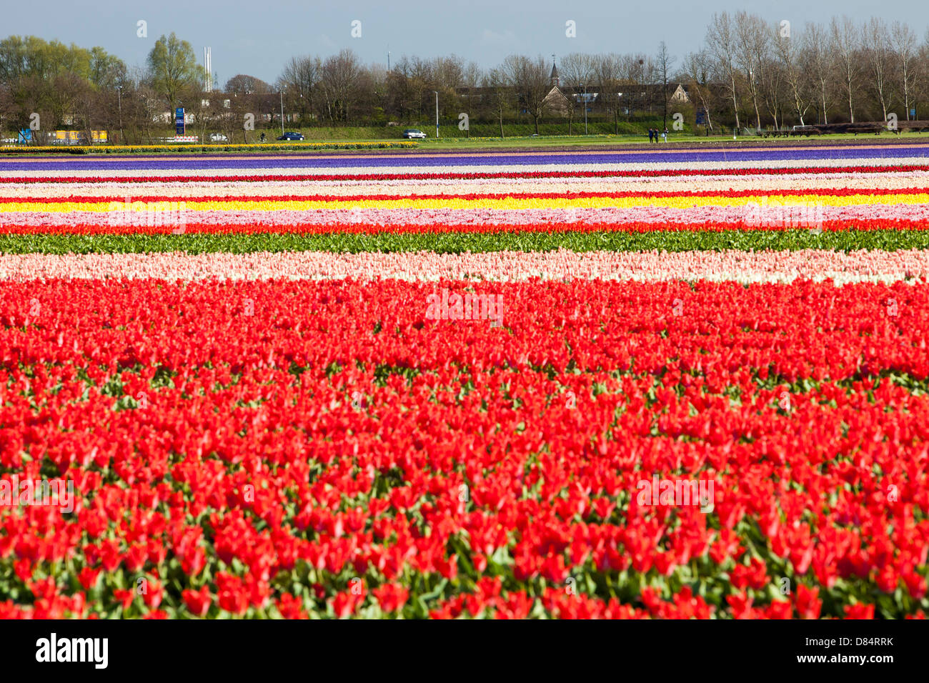 The famous Tulip fields near Lisse, holland Stock Photo - Alamy