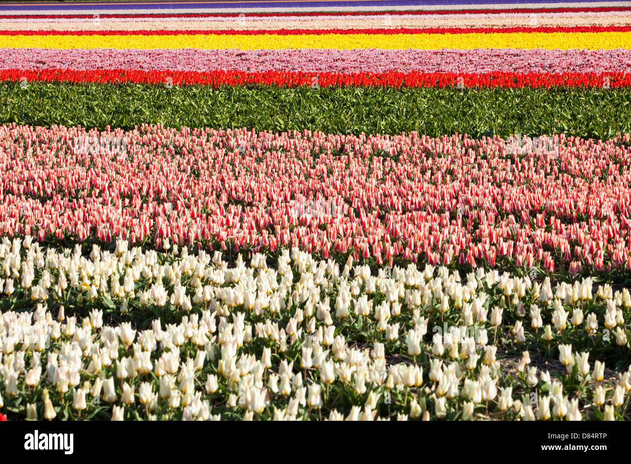 The famous Tulip fields near Lisse, holland Stock Photo - Alamy