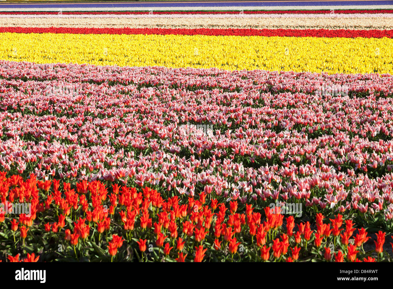 The famous Tulip fields near Lisse, holland Stock Photo - Alamy