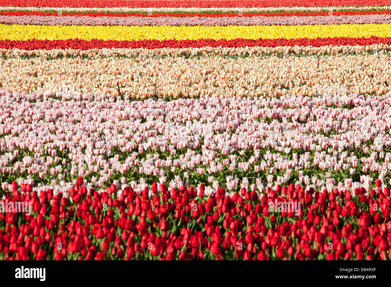 The famous Tulip fields near Lisse, holland Stock Photo - Alamy