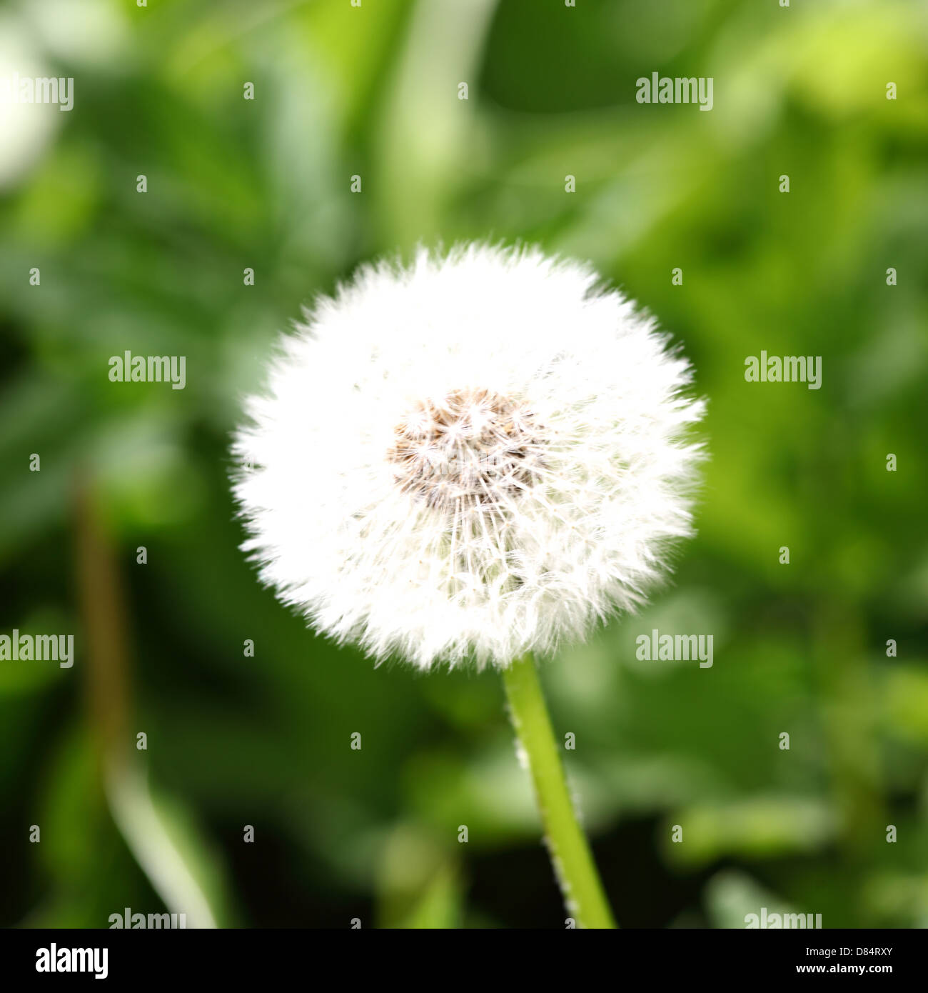 Dandelion screensaver hi-res stock photography and images - Alamy
