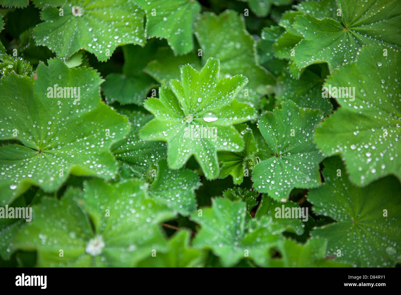 Astilboides Plant High Resolution Stock Photography and Images - Alamy
