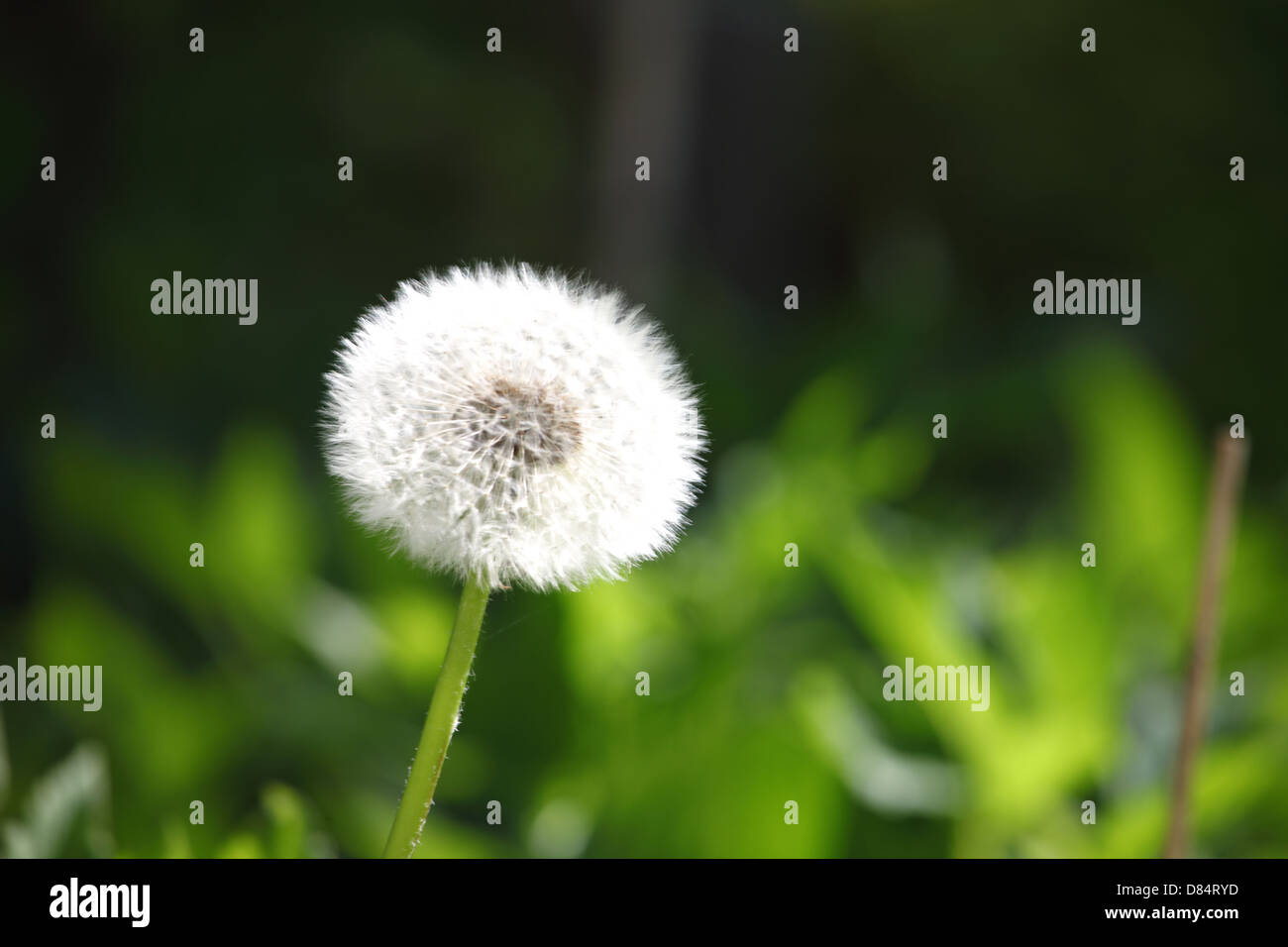 Dandelion screensaver hi-res stock photography and images - Alamy