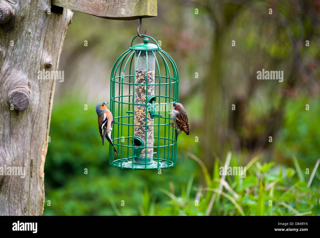 Birds feeding from a garden bird feeder Stock Photo - Alamy