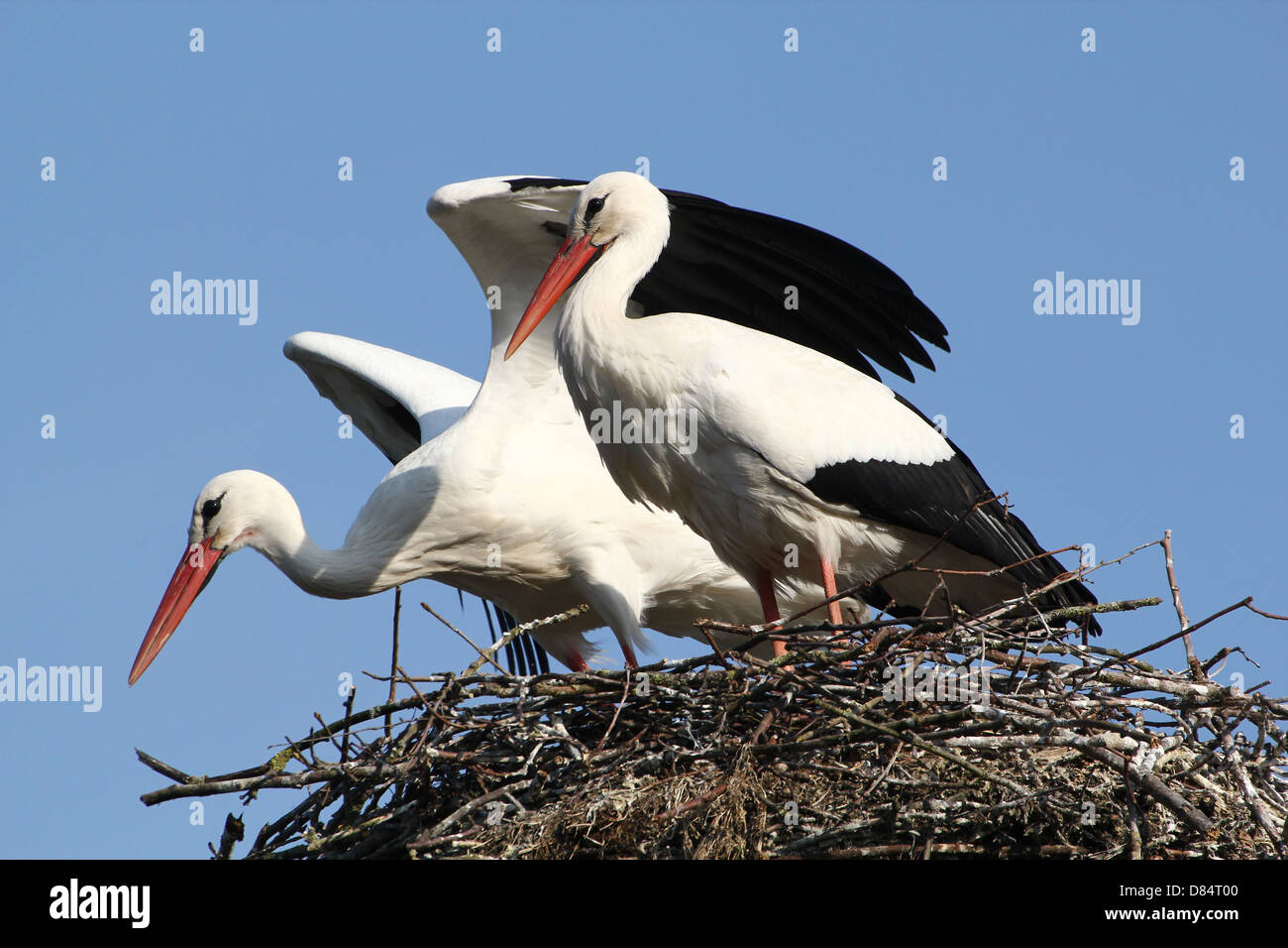 Stork calls hi-res stock photography and images - Alamy