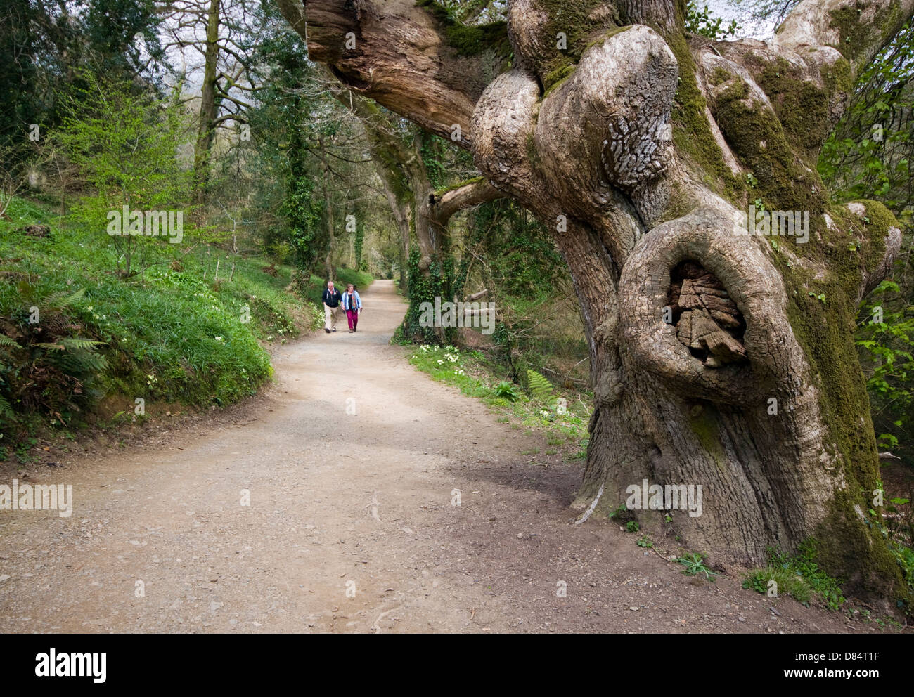 Twisted tree at the Lost Gardens of Heligan in Cornwall, England, UK ...