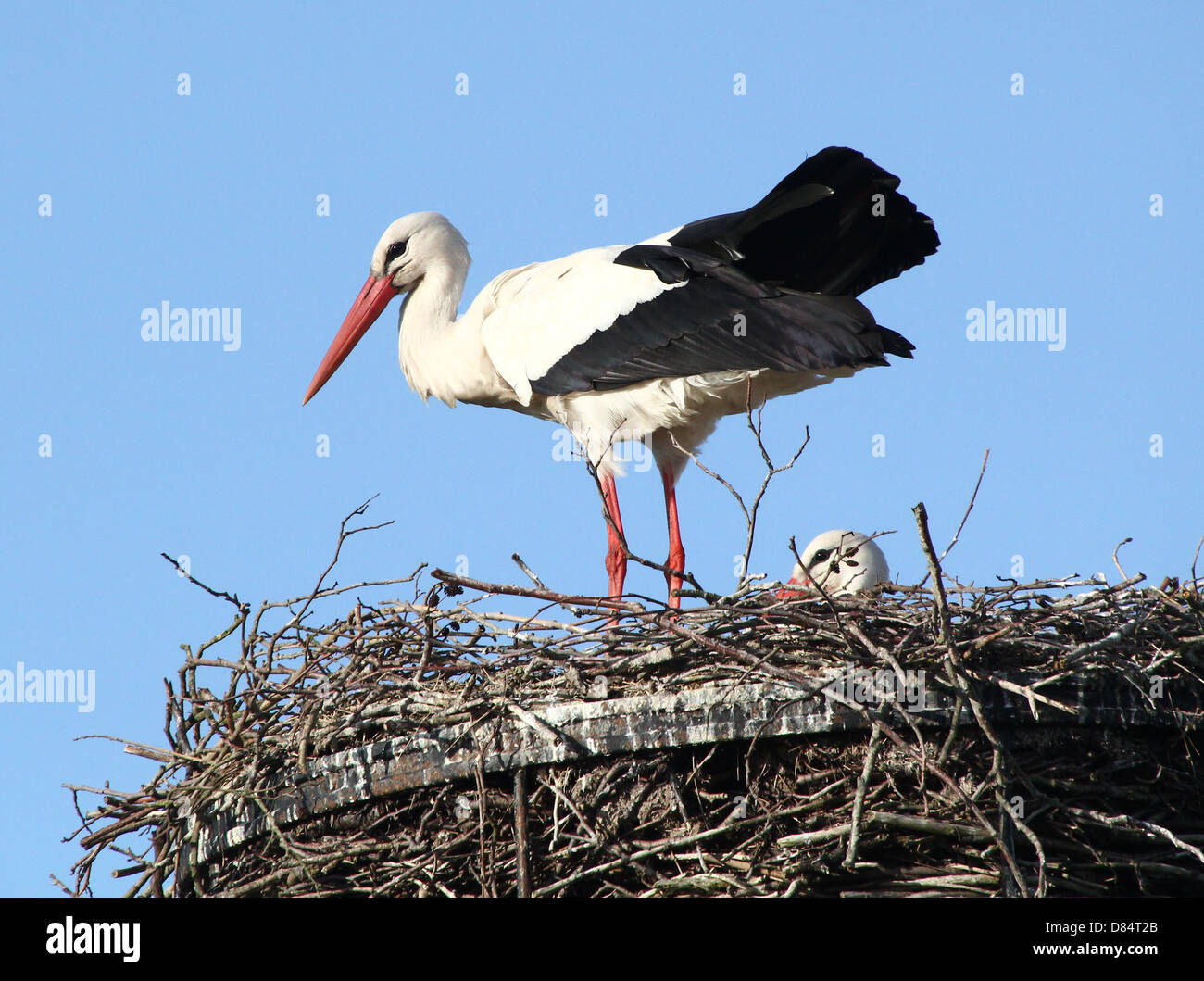 White stork netherlands hi-res stock photography and images - Alamy