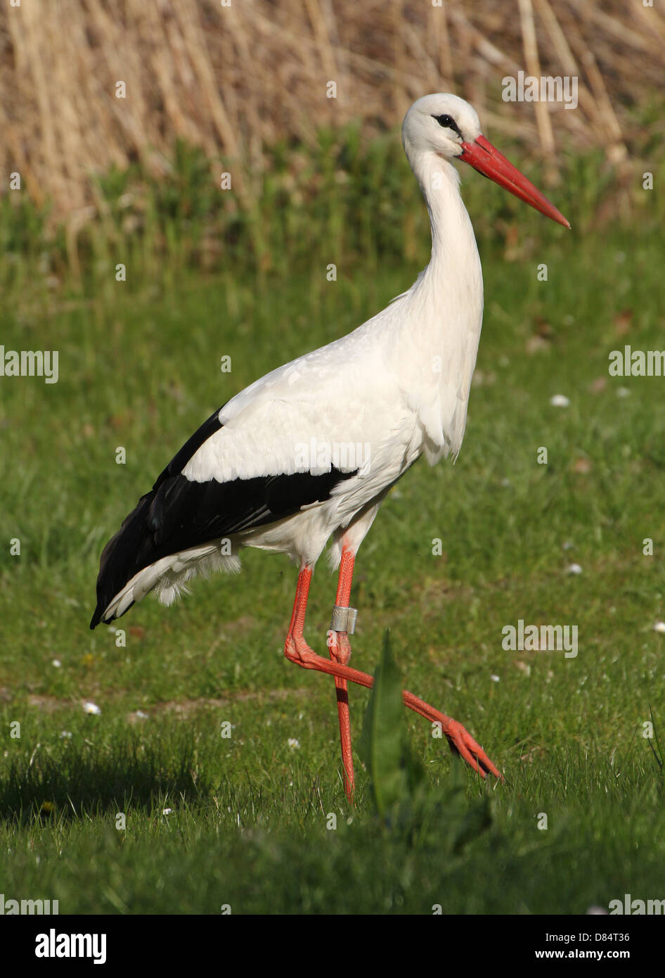 White Stork Netherlands Stock Photos & White Stork Netherlands Stock ...