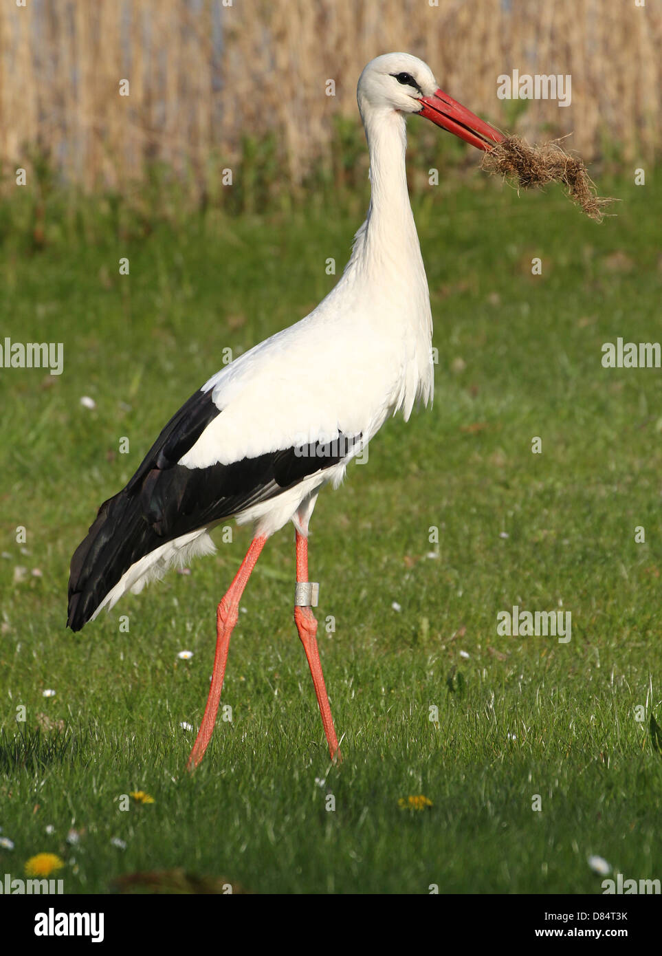 White stork netherlands hi-res stock photography and images - Alamy