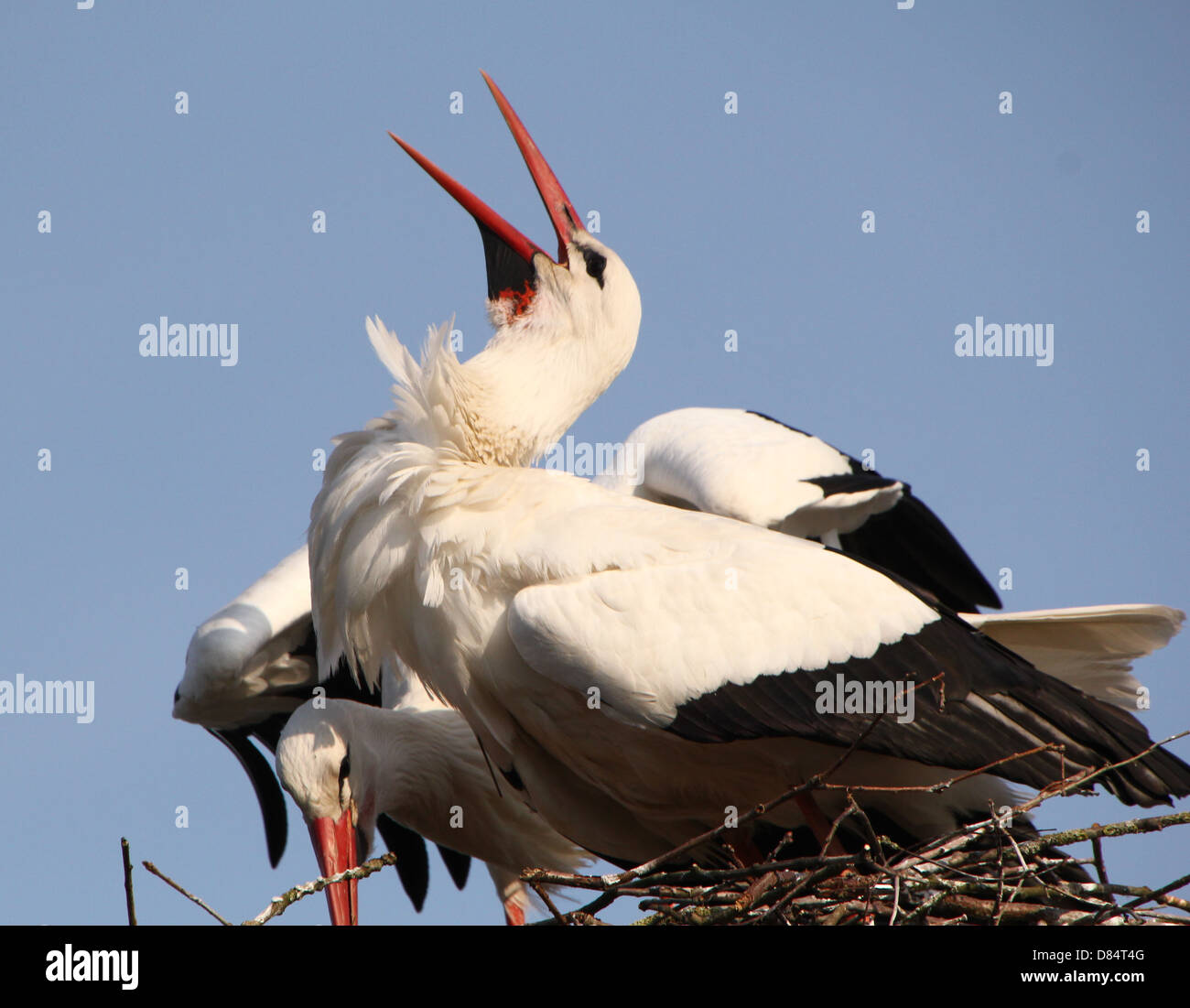 Clattering High Resolution Stock Photography and Images - Alamy
