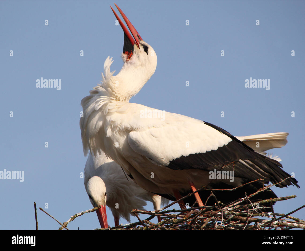 Bill clattering hi-res stock photography and images - Alamy