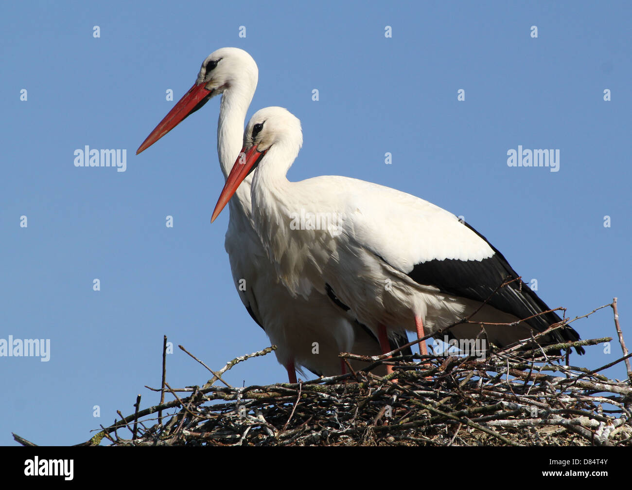 Stork sound hi-res stock photography and images - Alamy