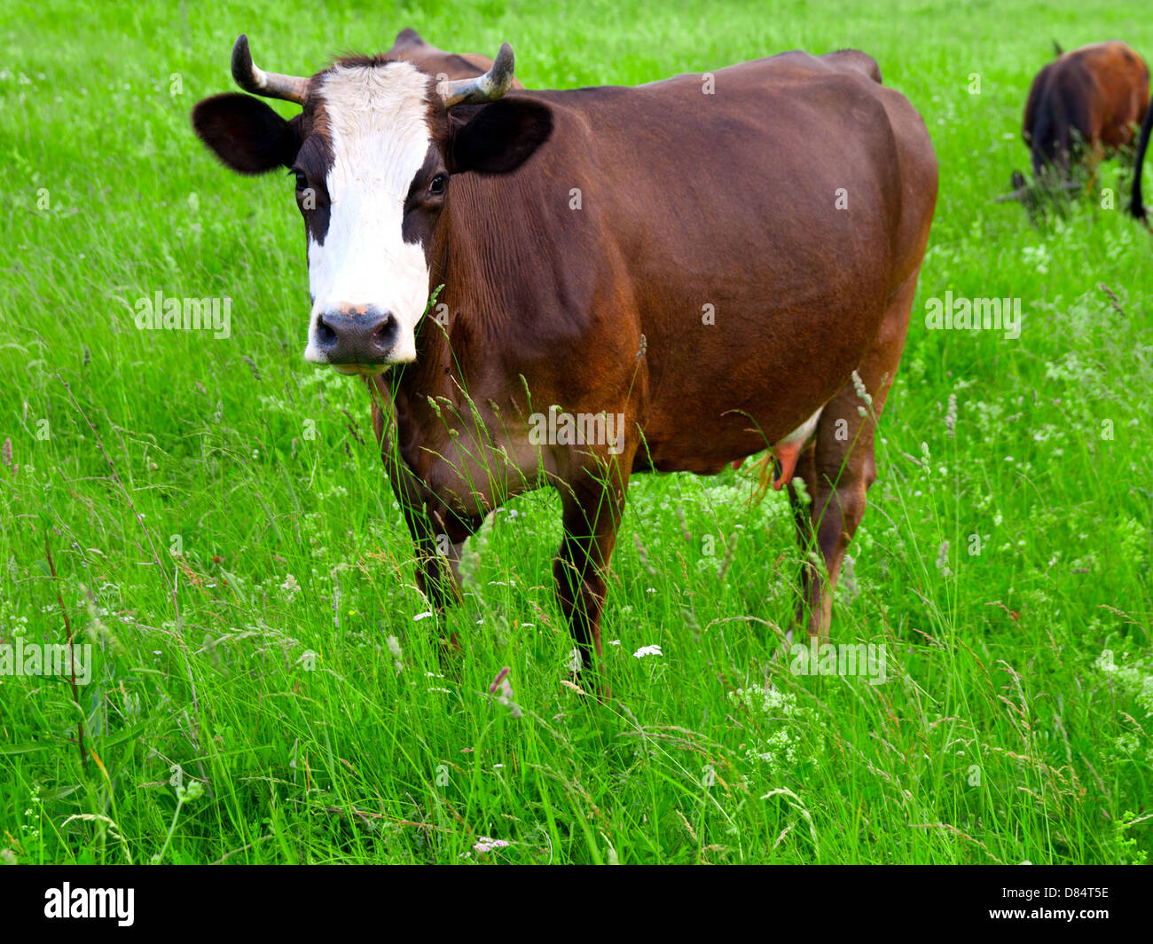 White cows hi-res stock photography and images - Alamy