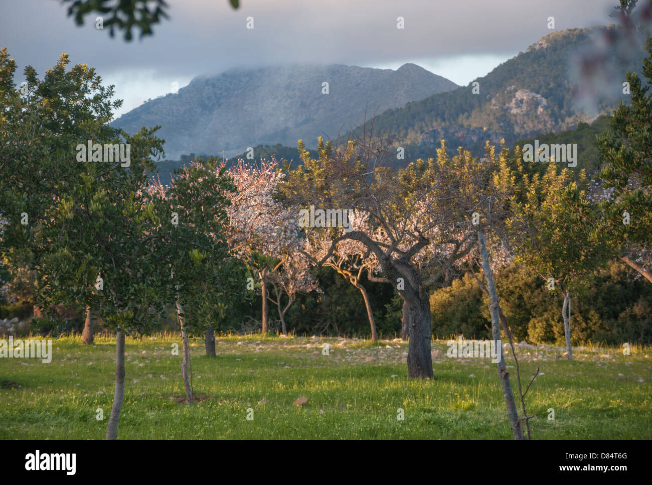 Mallorca orchard tree hi-res stock photography and images - Alamy