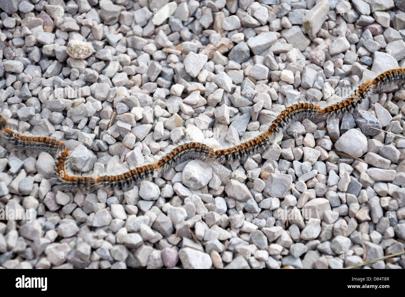 Spain's most dangerous species - the pine processionary moth in ...