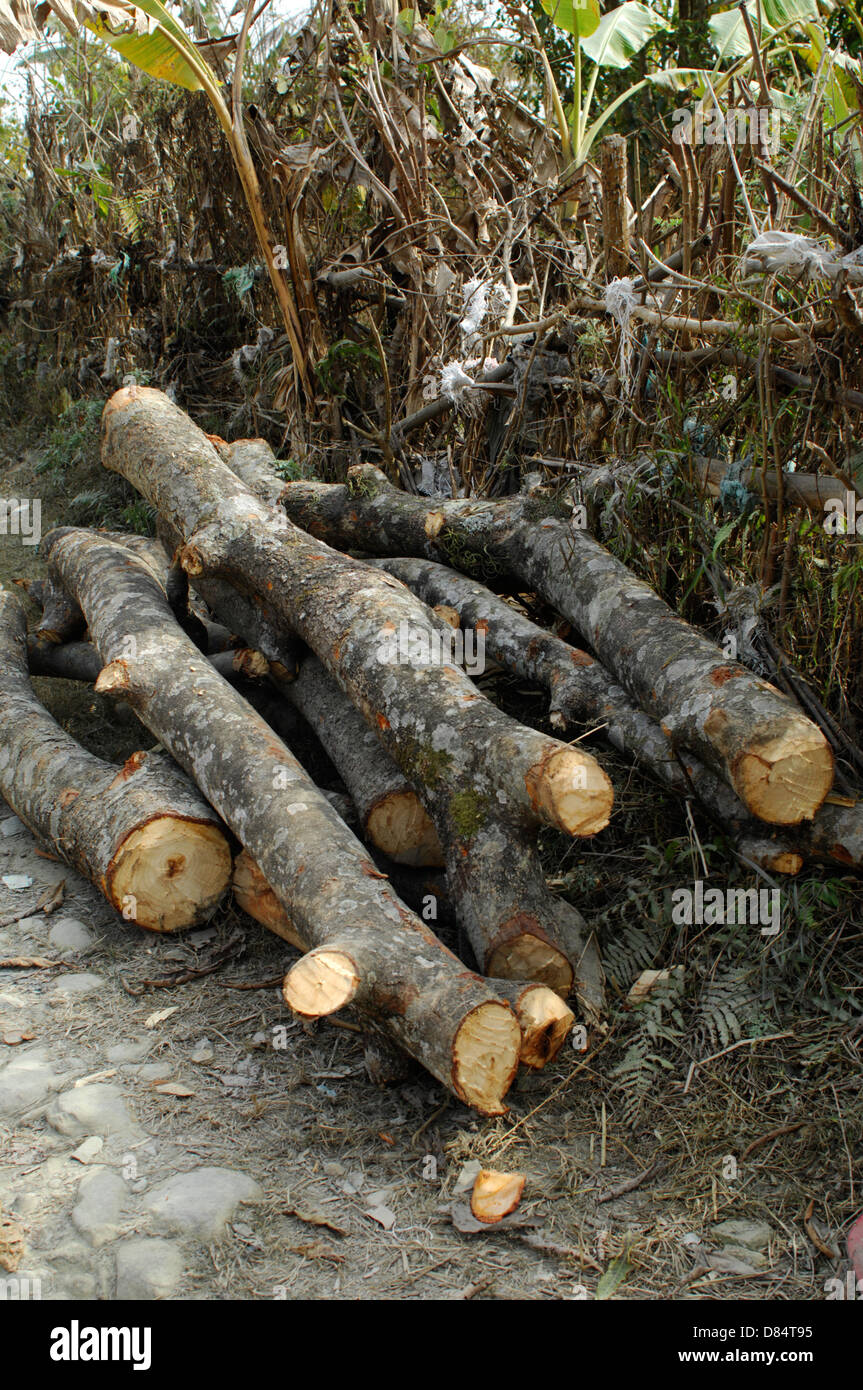 a firewood bundle in Nepal Stock Photo - Alamy
