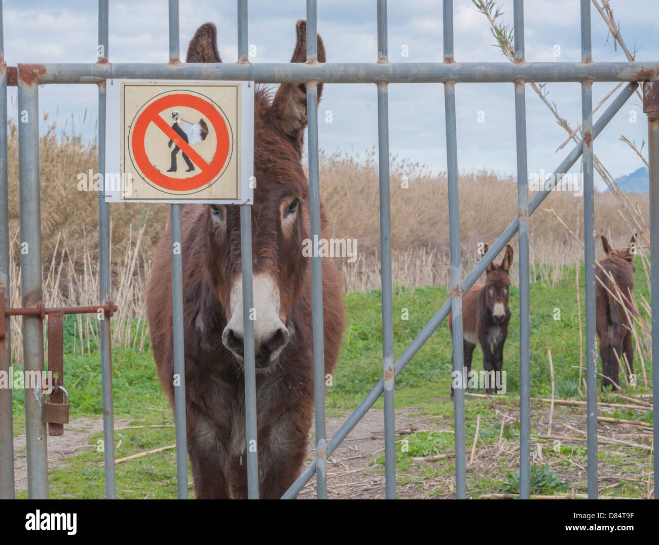 Stern and stubborn looking donkey - with a warning sign that 'someone ...