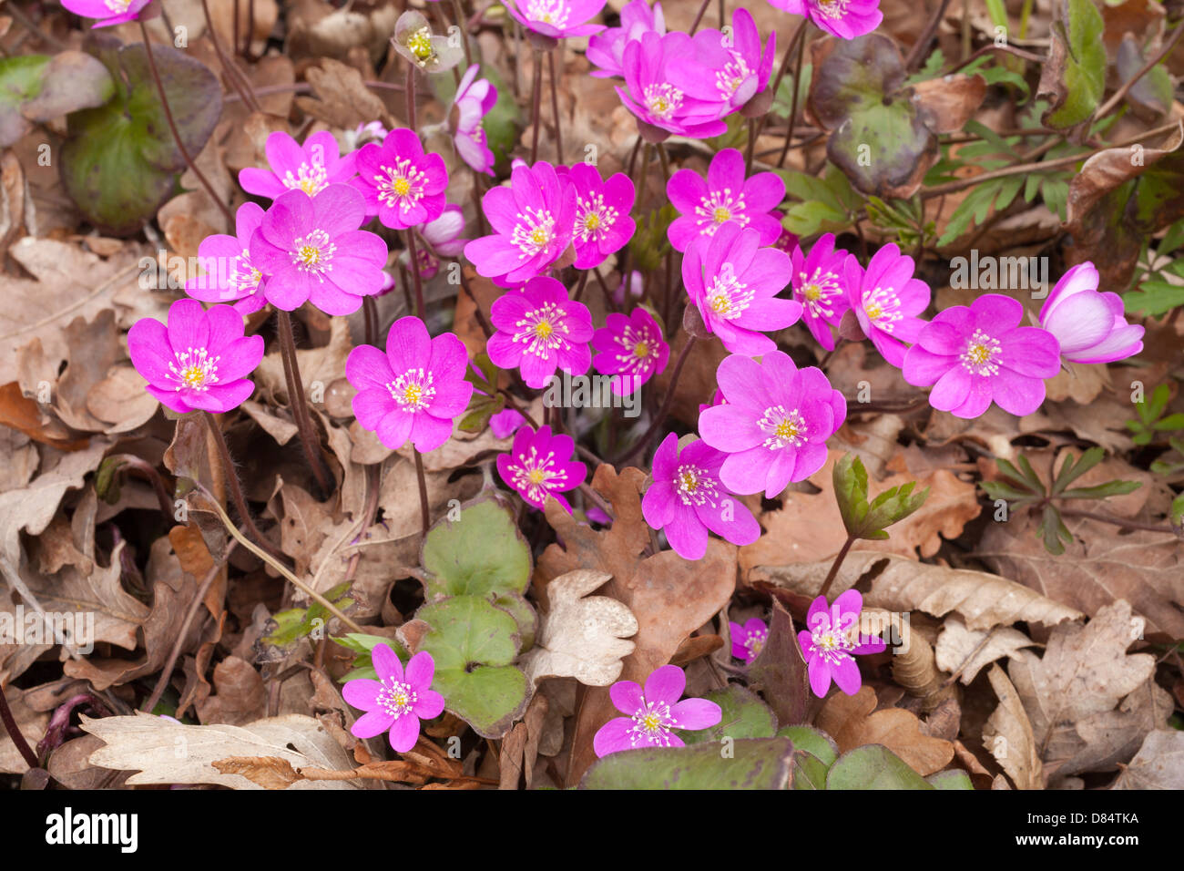 Hepatica hi-res stock photography and images - Alamy