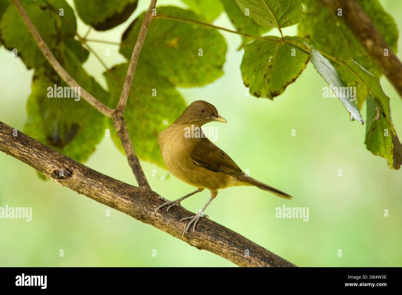 Robin bird hi-res stock photography and images - Alamy