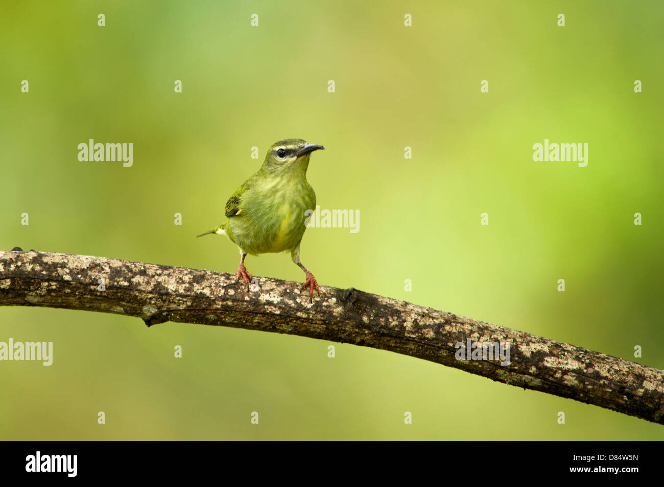 Warbler of costa rica hi-res stock photography and images - Alamy