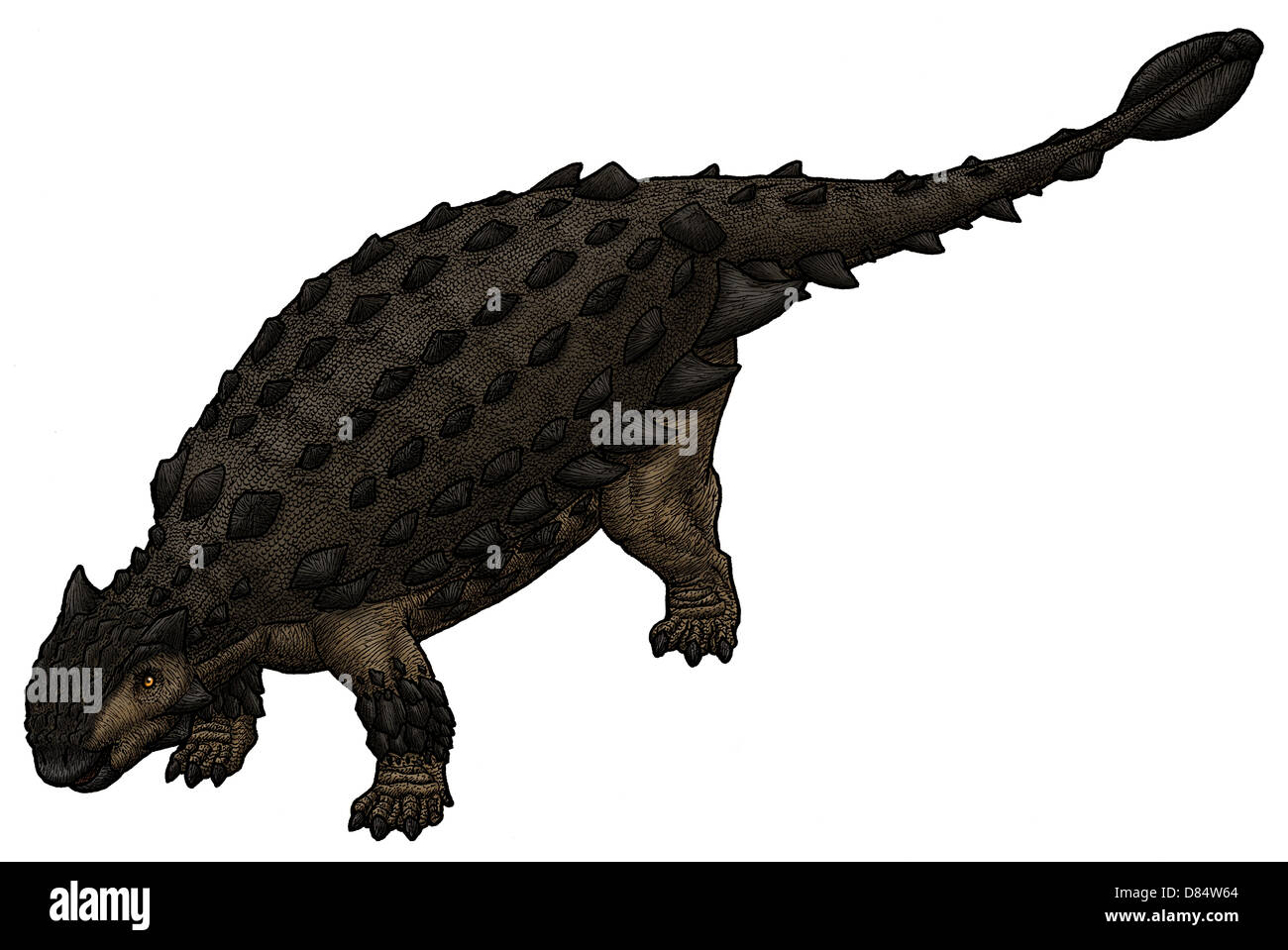 Mongolian species Cut Out Stock Images & Pictures - Alamy