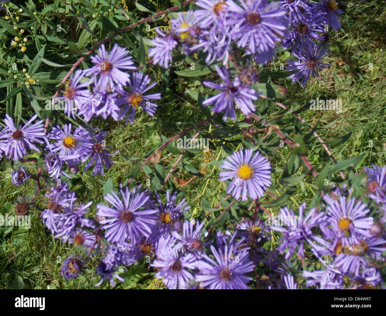 Group of purple flowers Stock Photo - Alamy
