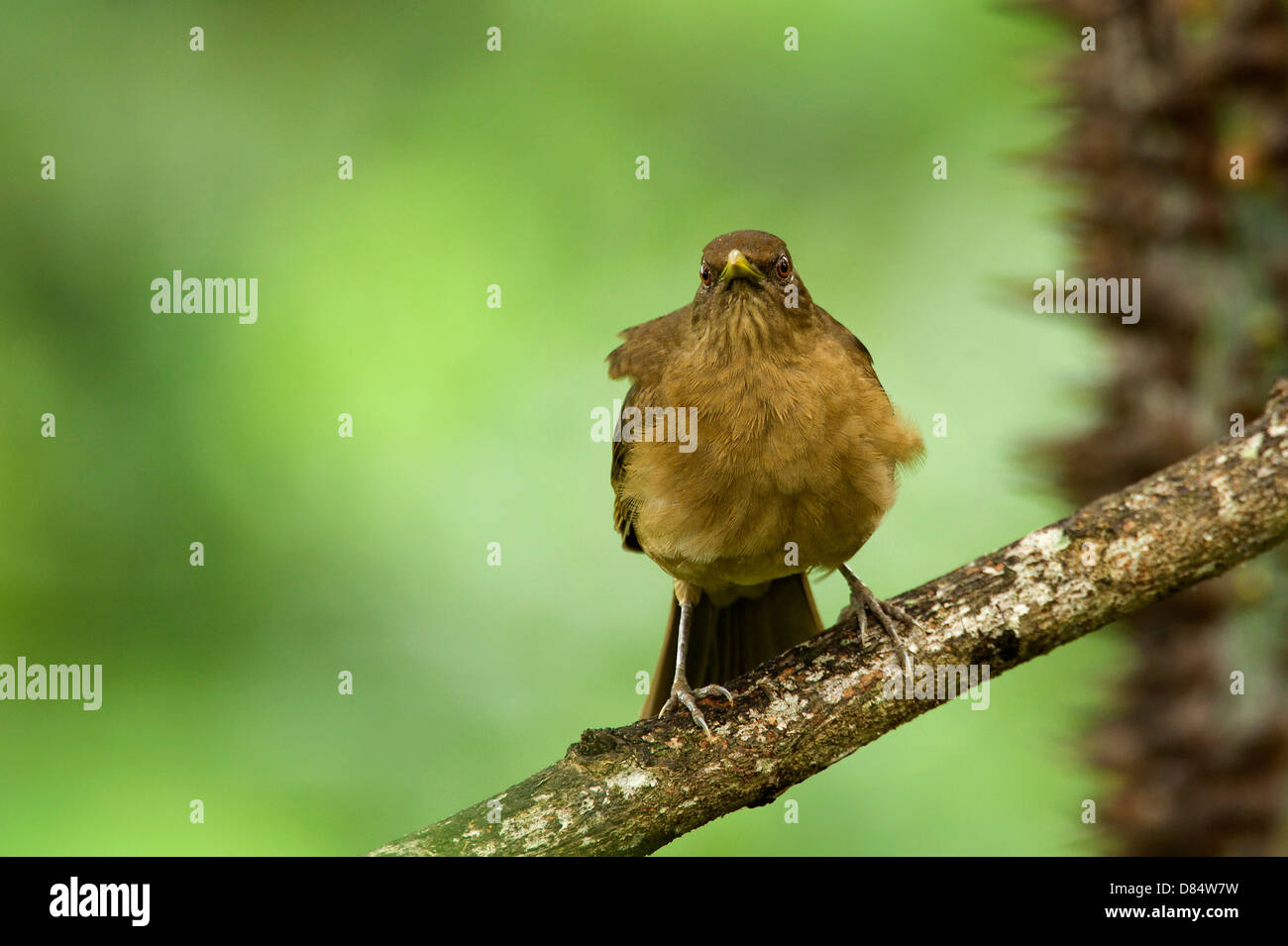 Clay-colored robin bird perched on a branch in Costa Rica, Central ...