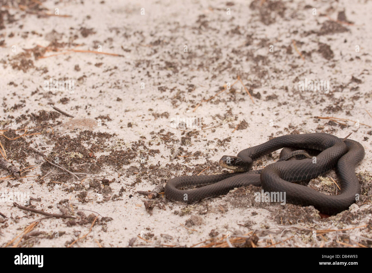 Northern black racer - Coluber constrictor constrictor Stock Photo - Alamy