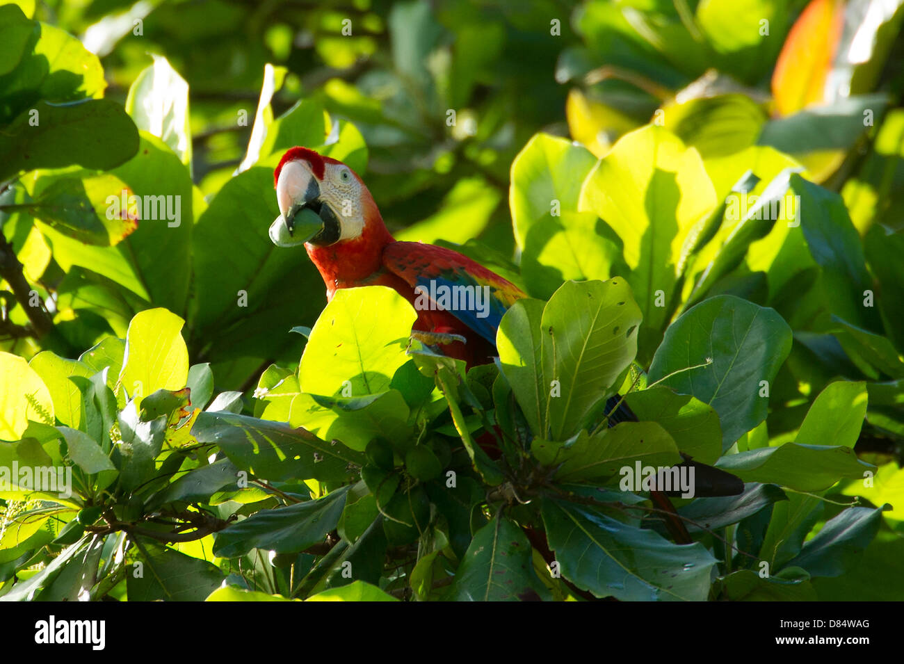 scarlet macaw bird perched on a branch and eating an avocado in Costa ...