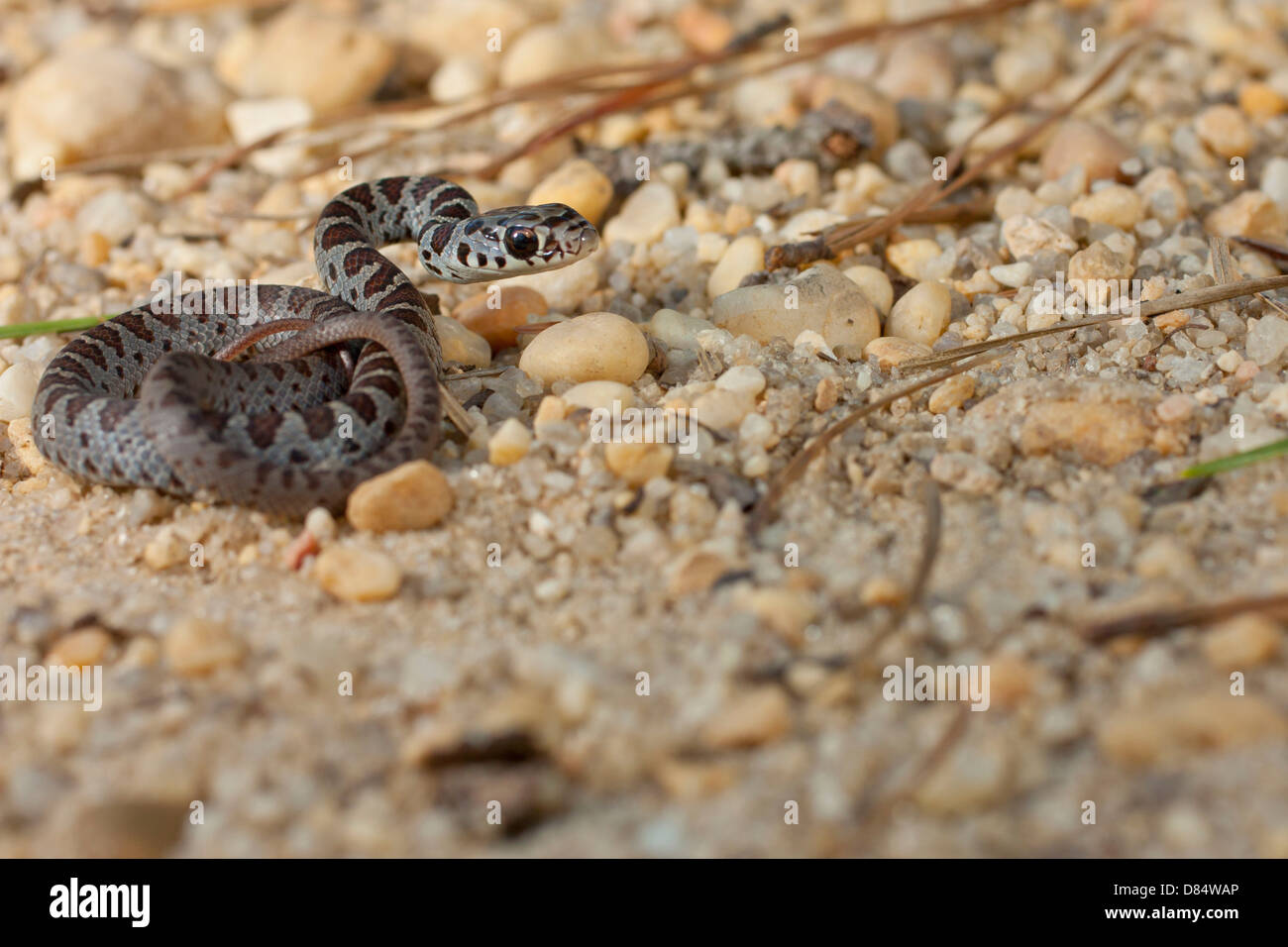 Baby Black Racer Snakes
