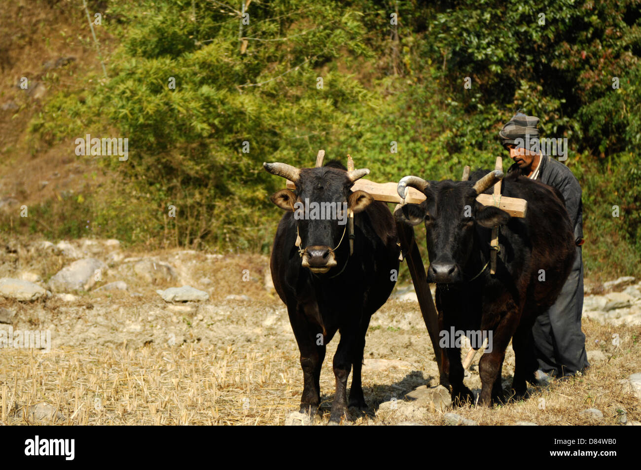 Nepalese man with water buffalo plowing a field in Nepal Stock Photo ...