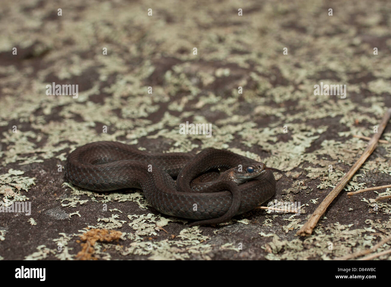 Grey phase redbelly snake on a rock - Storeria occipitomaculata Stock ...