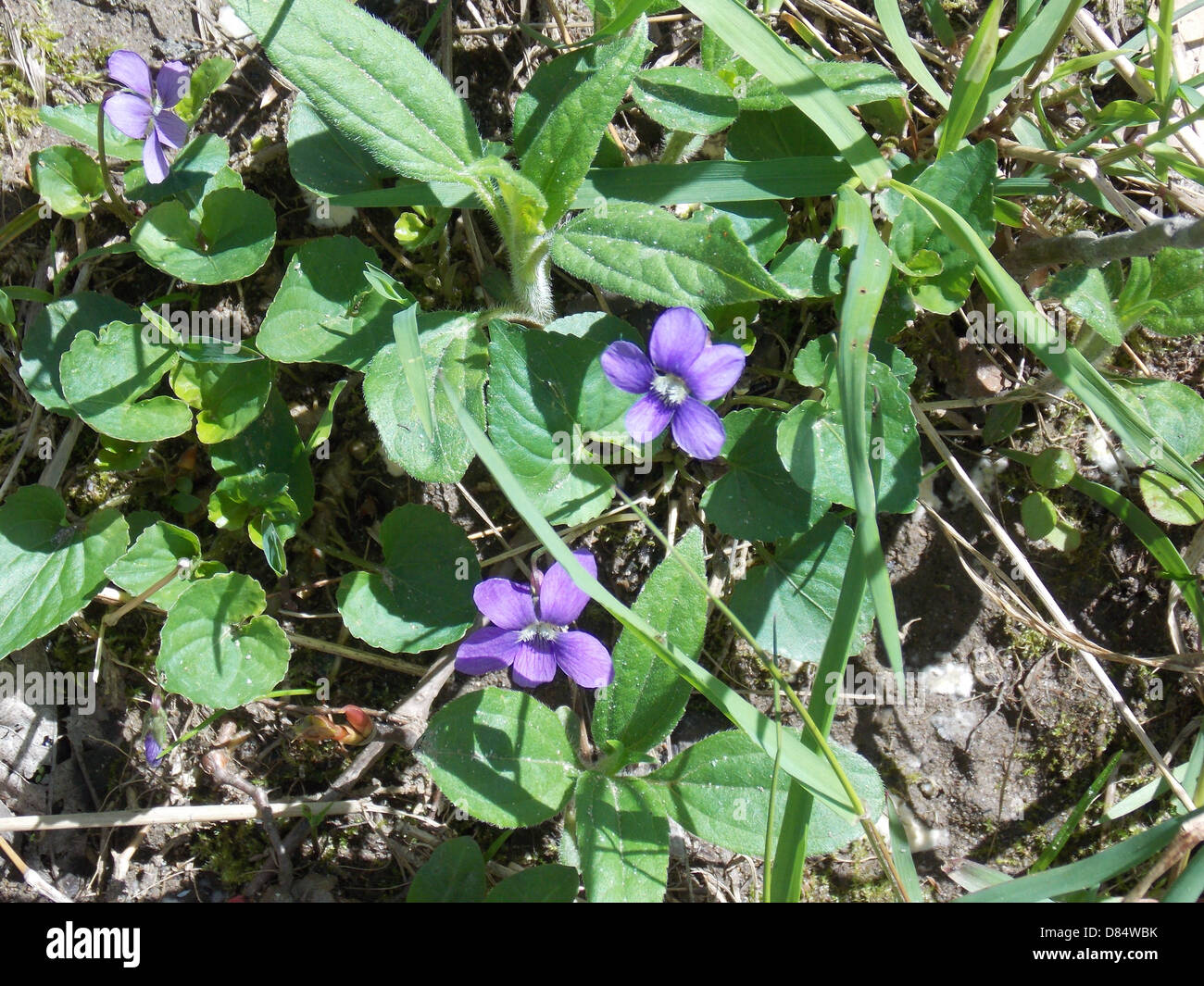 Wild violets hi-res stock photography and images - Alamy