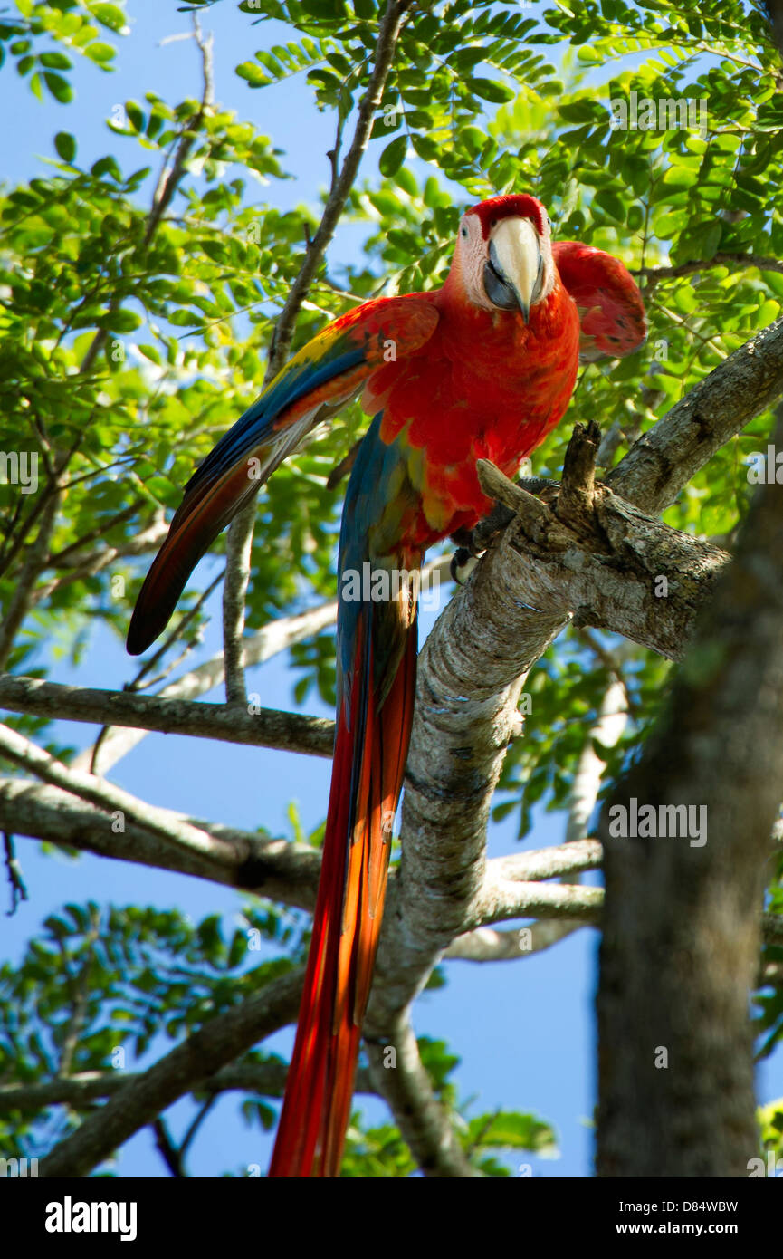 scarlet macaw bird perched on a branch and eating an avocado in Costa ...