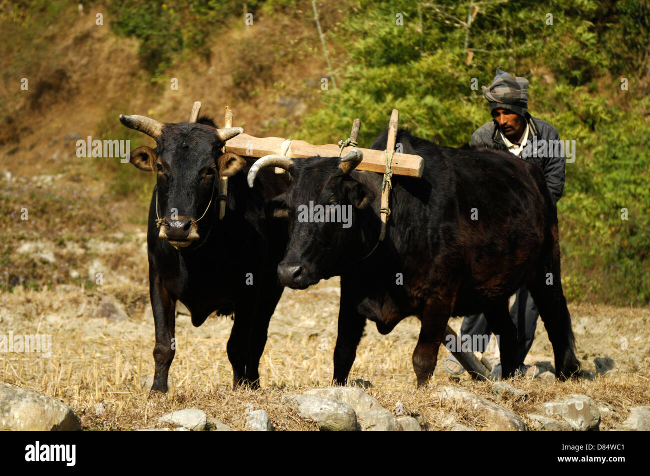 Nepalese man with water buffalo plowing a field in Nepal Stock Photo ...