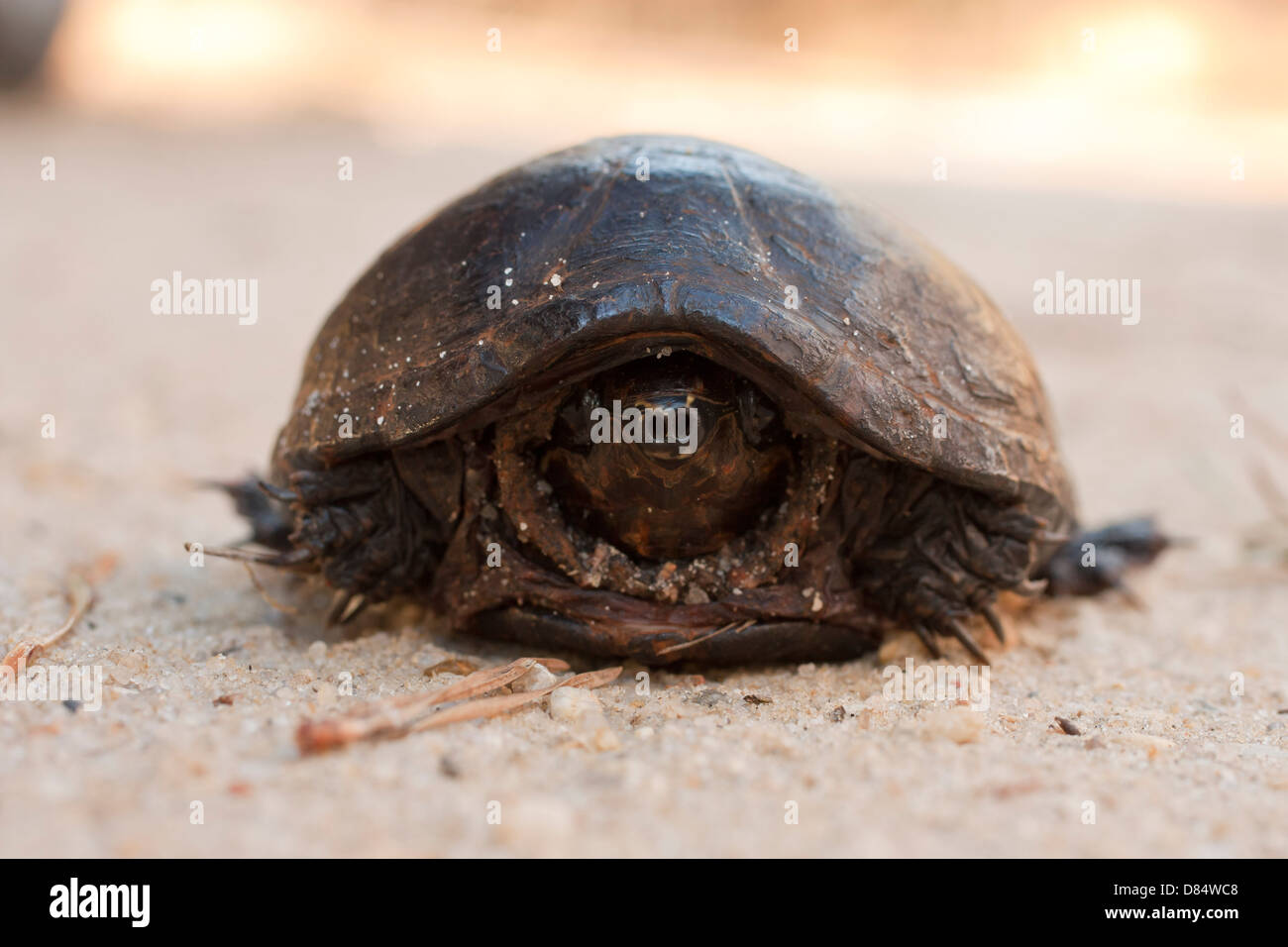 A nervous stinkpot - Sternotherus odoratus Stock Photo - Alamy