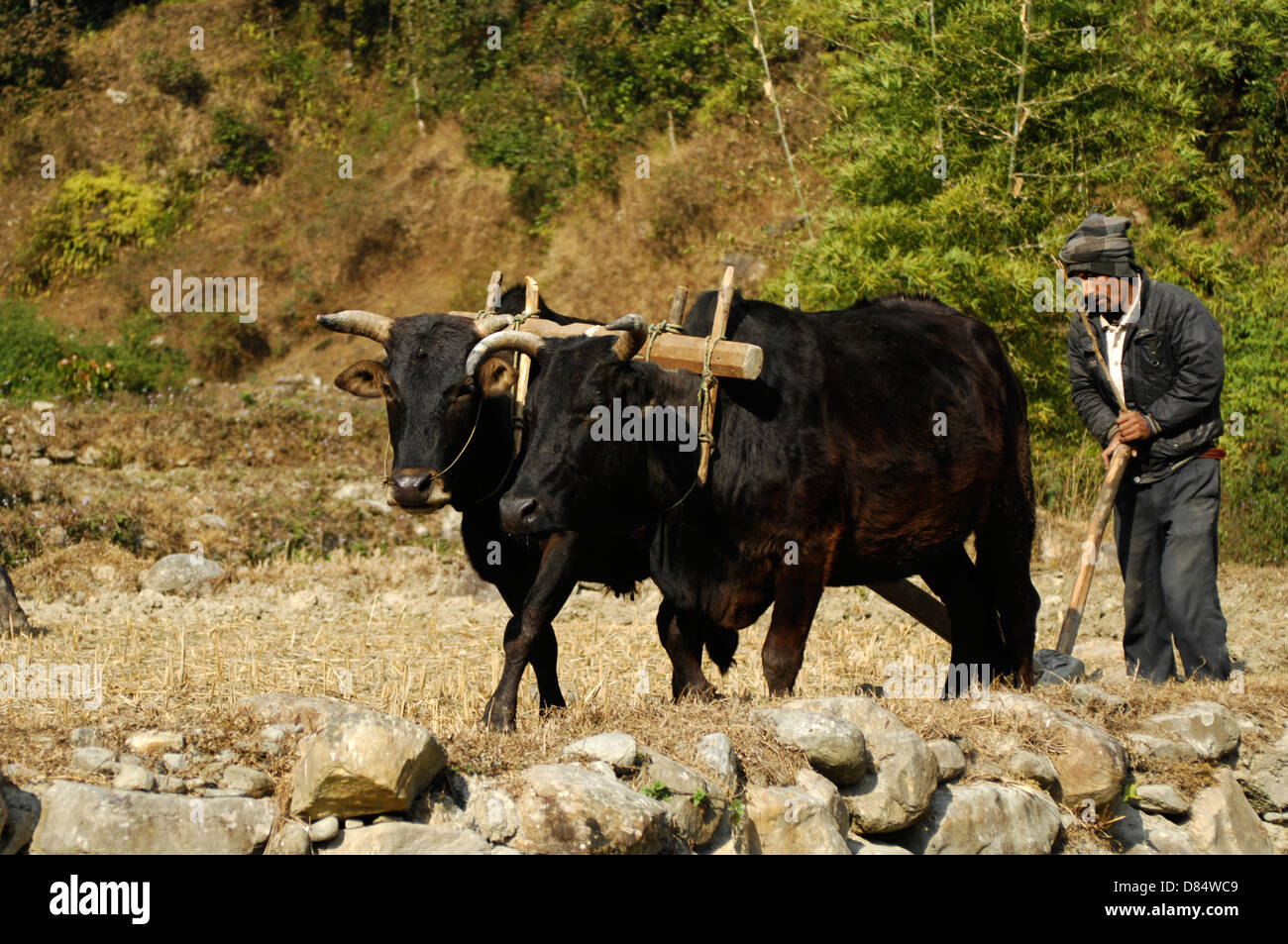 Man with buffalo hi-res stock photography and images - Alamy