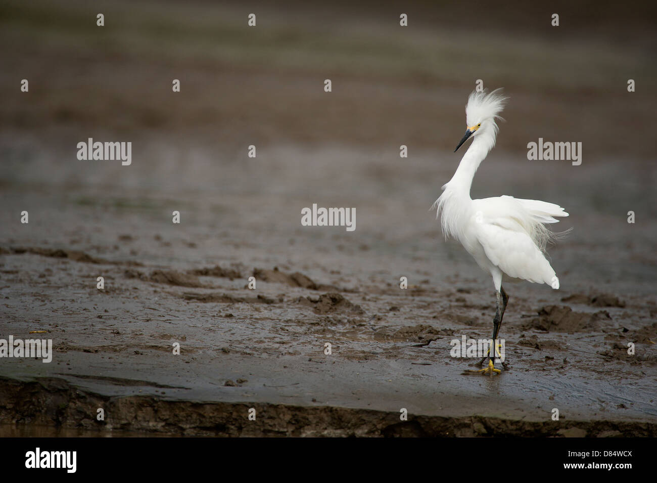 great egret bird in a mangrove in Costa Rica, Central America Stock ...