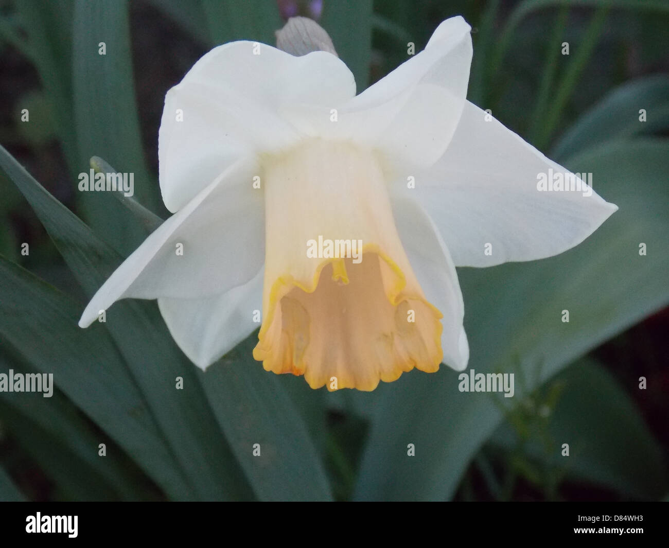 Single daffodil hi-res stock photography and images - Alamy