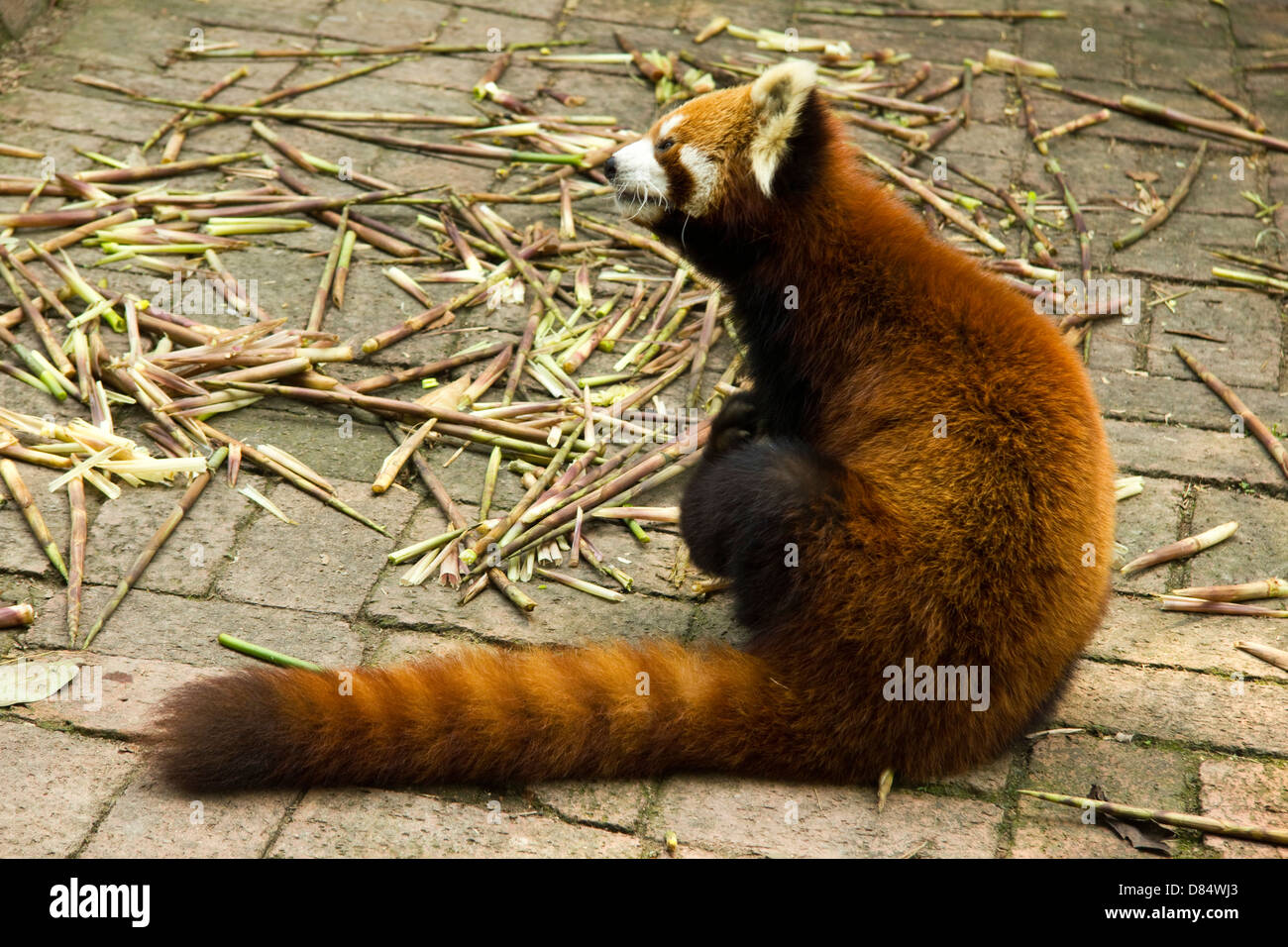 Panda Breeding and Research Centre, Chengdu China Stock Photo - Alamy