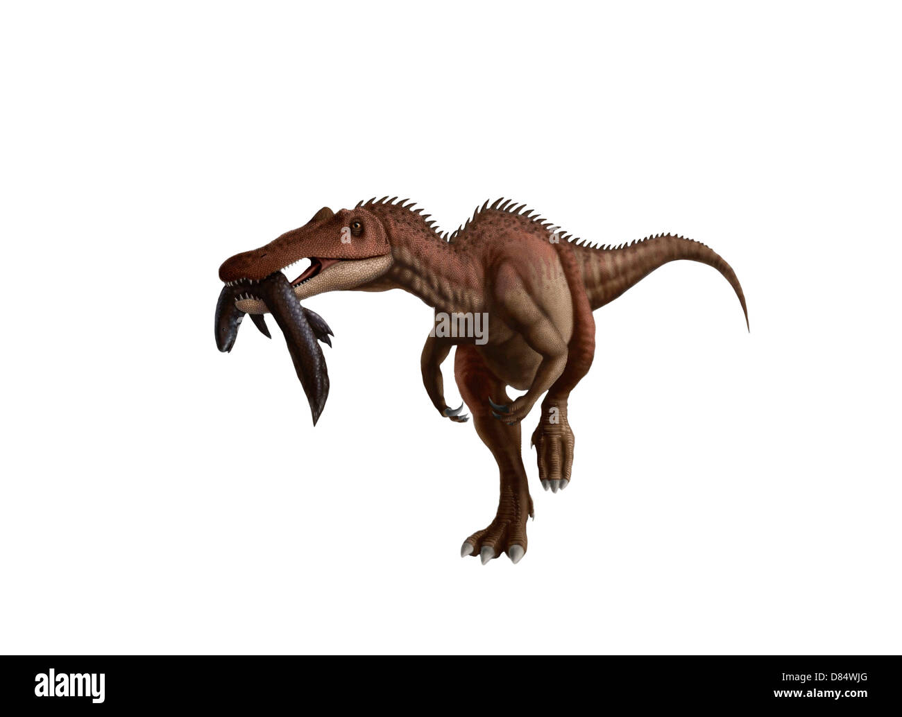 A Baryonyx dinosaur with a fish in mouth, white background Stock Photo ...