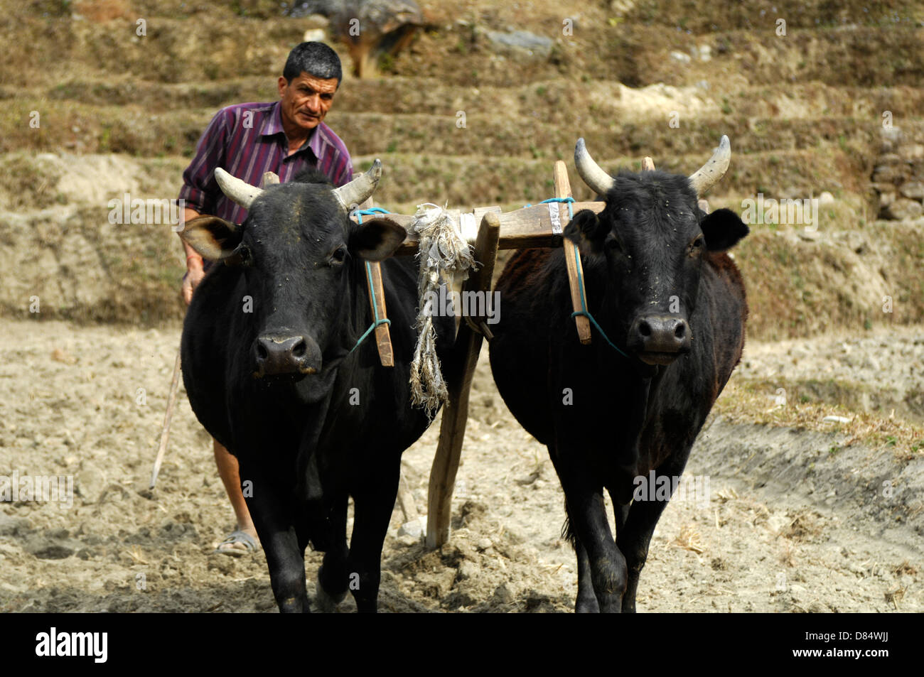 Nepalese man with water buffalo plowing a field in Nepal Stock Photo ...