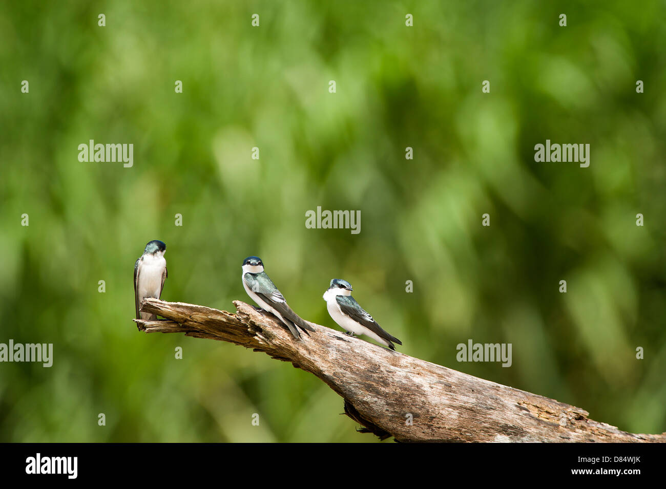 Swift bird hi-res stock photography and images - Alamy