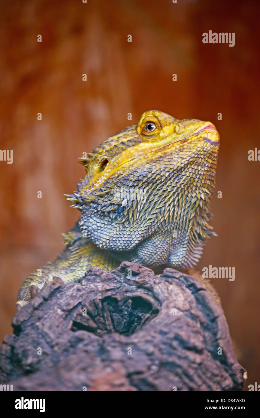 Central bearded dragon, pogona vitticeps, agamid lizard Stock Photo - Alamy