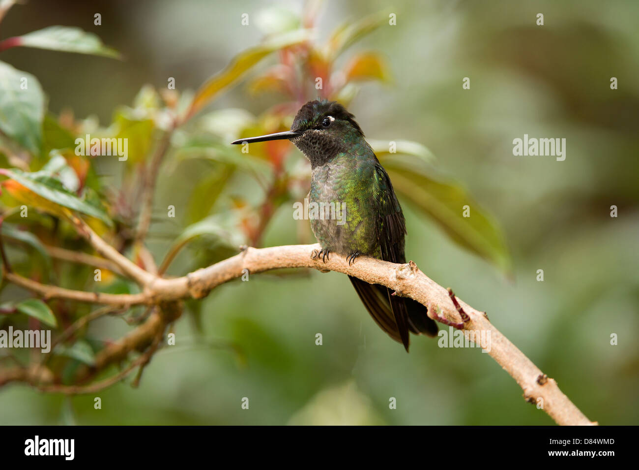 Mangrove hummingbird costa rica hi-res stock photography and images - Alamy