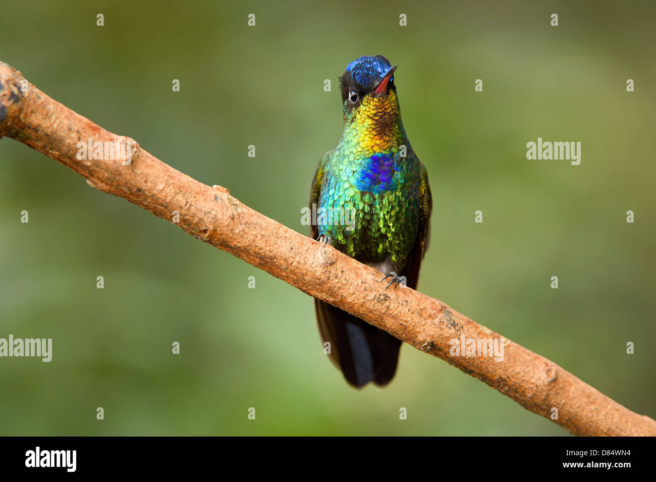 Fiery throated hummingbird hi-res stock photography and images - Alamy