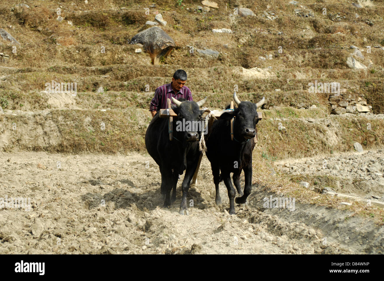 Nepalese man with water buffalo plowing a field in Nepal Stock Photo ...