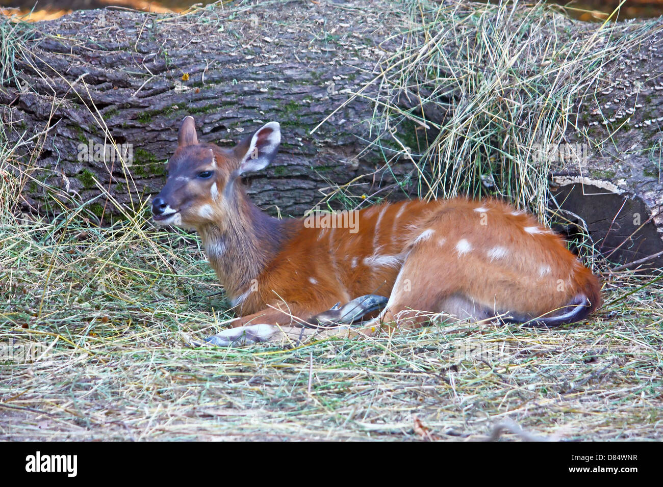 Sitatunga Antelope Stock Photos & Sitatunga Antelope Stock Images - Alamy